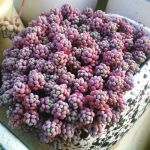 130+ Sedum Varieties That Are Too Gorgeous to Be Real | Succulent Alley