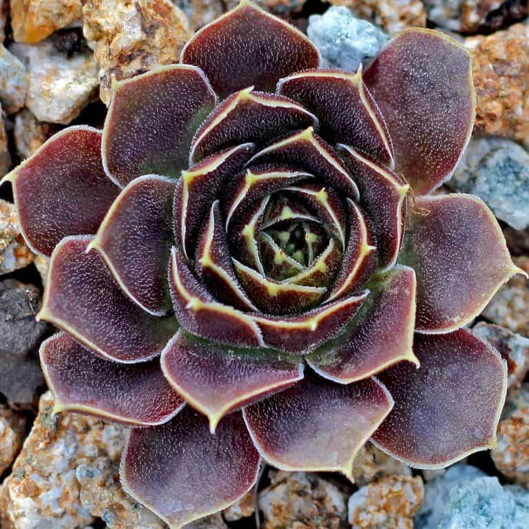 40 Beautiful Types of Purple Succulents (With Pictures) | Succulent Alley
