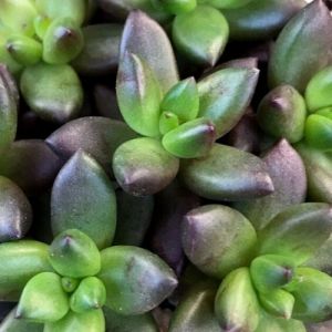 40 Beautiful Types of Purple Succulents (With Pictures) | Succulent Alley