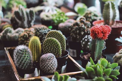 The Ideal Soil Mix for Healthy, Happy Cacti | Succulent Alley