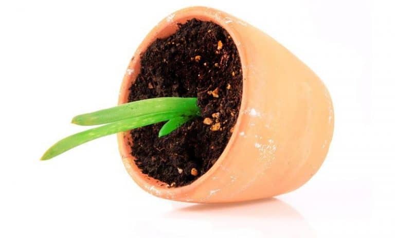 Aloe Vera Propagation: How to Plant Without Roots | Succulent Alley