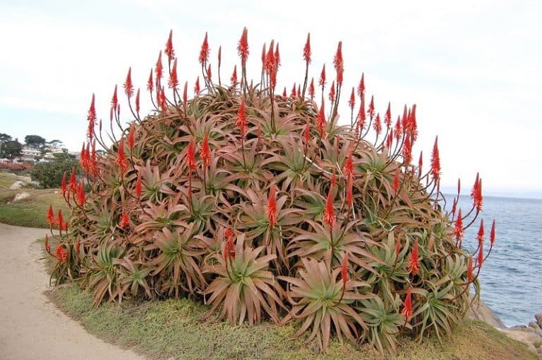 50+ Stunning Aloe Species That Double As Living Art | Succulent Alley