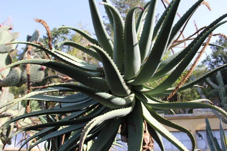 50+ Stunning Aloe Species That Double As Living Art | Succulent Alley