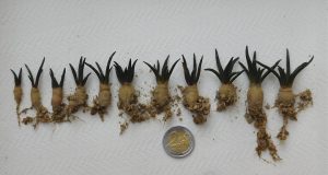 Cactus Root Systems: 4 Types of Cactus Roots | Succulent Alley