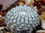 Cactus Root Systems: 4 Types of Cactus Roots | Succulent Alley