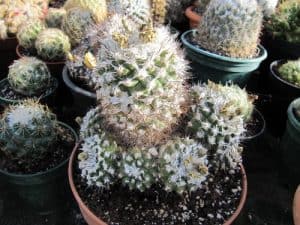 Cactus Root Systems: 4 Types of Cactus Roots | Succulent Alley