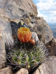Cactus Root Systems: 4 Types of Cactus Roots | Succulent Alley
