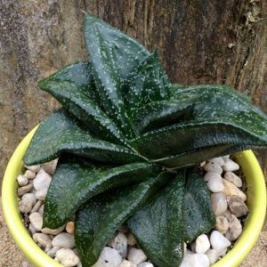 Gasteria Succulents: 33 Varieties and Care Tips | Succulent Alley