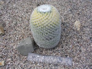 Cactus Root Systems: 4 Types of Cactus Roots | Succulent Alley