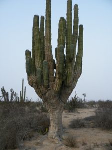 Cactus Root Systems: 4 Types of Cactus Roots | Succulent Alley