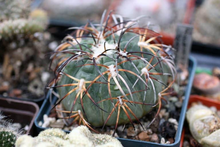 Sun Exposure and Cacti: What You Need to Know | Succulent Alley