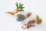 Cactus Root Systems: 4 Types of Cactus Roots | Succulent Alley