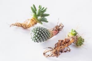 Cactus Root Systems: 4 Types of Cactus Roots | Succulent Alley