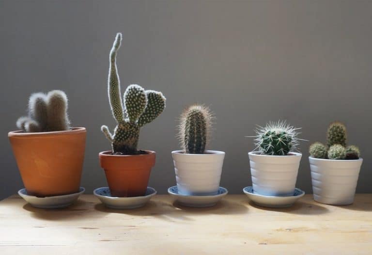 Sun Exposure and Cacti: What You Need to Know | Succulent Alley