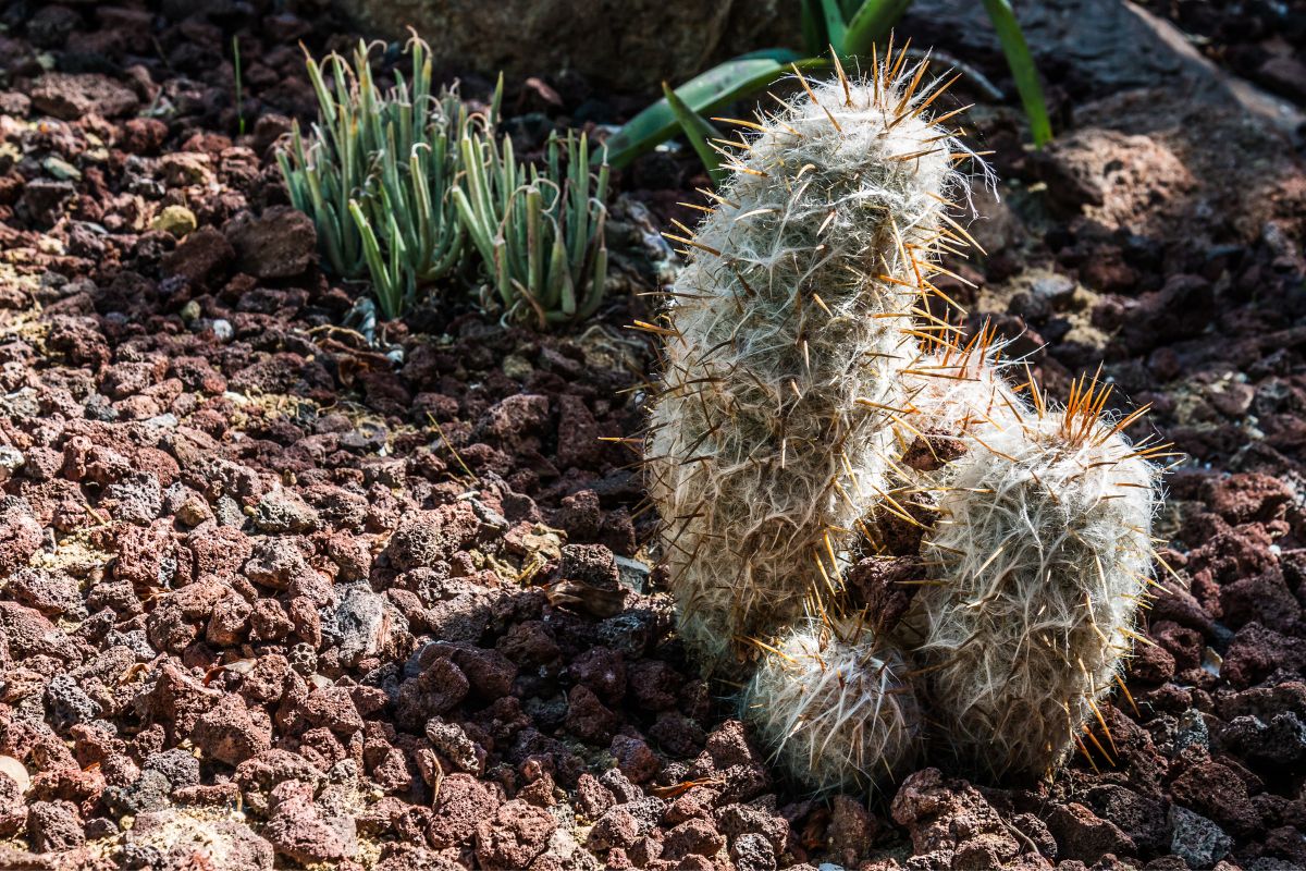 Surviving Winter: How Cacti Brave the Cold and Thrive in Frosty ...