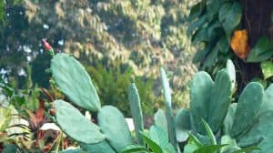 Surviving Winter: How Cacti Brave the Cold and Thrive in Frosty ...