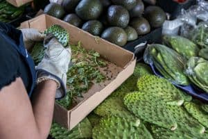 Edible Cacti: A Guide to Safe Consumption | Succulent Alley