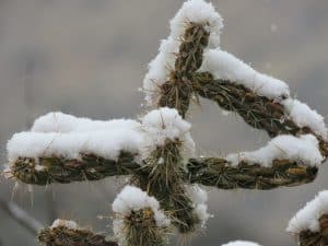 Surviving Winter: How Cacti Brave the Cold and Thrive in Frosty ...