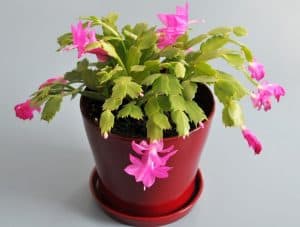Reviving Limp Leaves on Christmas Cactus: Quick Tips | Succulent Alley