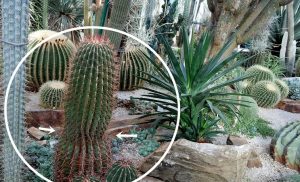 Cactus Alert: How to Stop Your Cactus from Falling Over | Succulent Alley