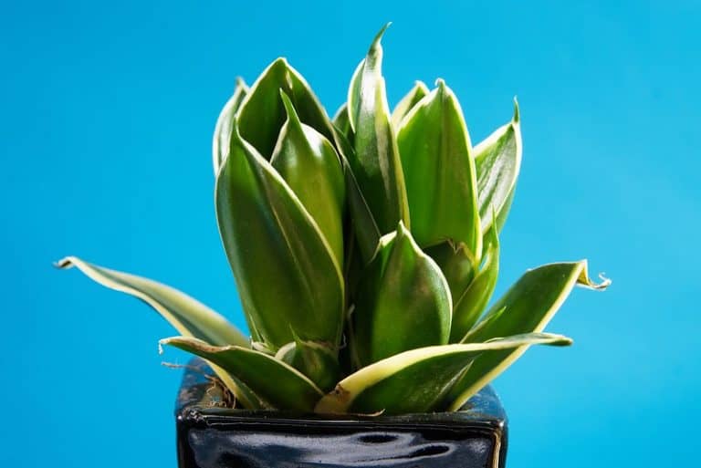 32 Tipos de planta serpiente: Identificación de las variedades de ...