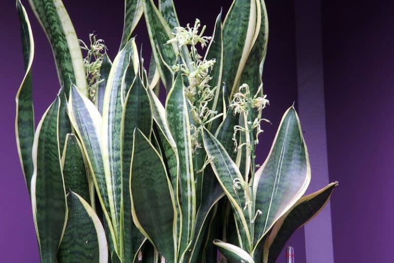 32 Tipos de planta serpiente: Identificación de las variedades de ...