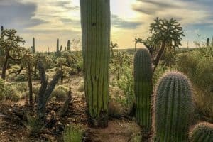 Feeding Your Cacti: Fertilizer Selection Guide | Succulent Alley
