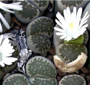 Lithops Life Cycle: A Captivating Tale of Survival and Adaptation ...