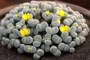 Lithops Life Cycle: A Captivating Tale of Survival and Adaptation ...
