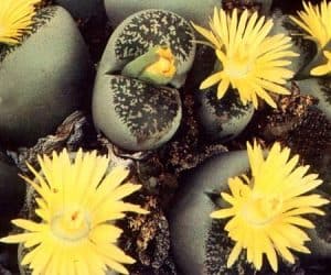 Lithops Life Cycle: A Captivating Tale of Survival and Adaptation ...