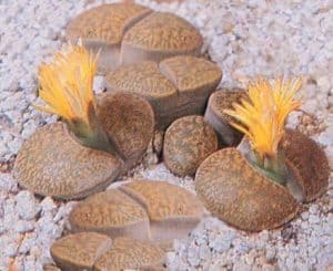Lithops Life Cycle: A Captivating Tale of Survival and Adaptation ...