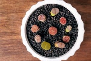 Lithops Life Cycle: A Captivating Tale of Survival and Adaptation ...