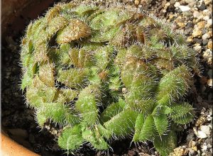 23 Fuzzy Leaf Succulent Species (With Pictures) | Succulent Alley