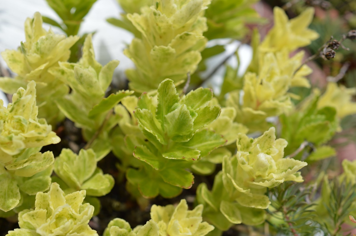 Elevate Your Garden with These 10 Tall Sedum Varieties | Succulent Alley