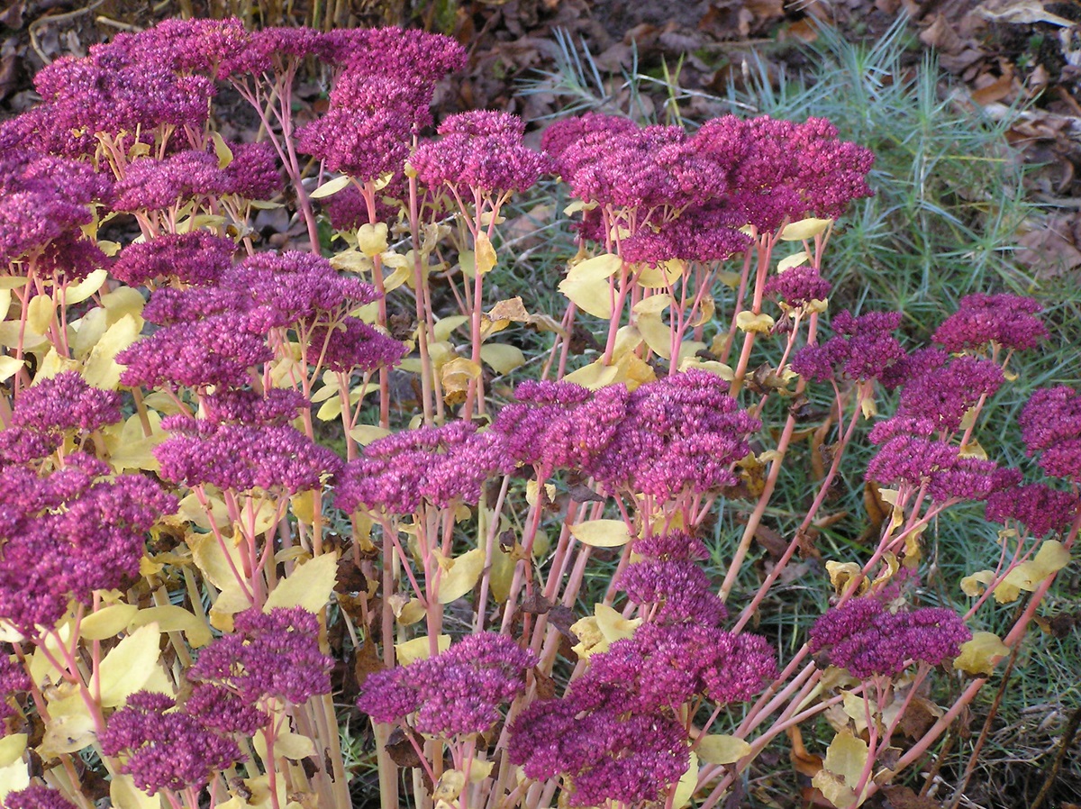 Elevate Your Garden with These 10 Tall Sedum Varieties | Succulent Alley