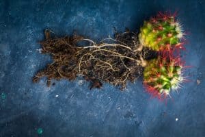 Cactus Parts 101: Mastering the Characteristic Trio | Succulent Alley