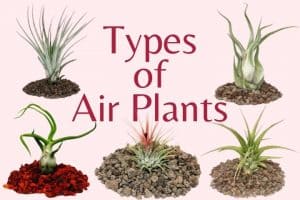 Air Plant Identification: List of Tillandsia Lower Classifications ...
