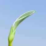 Agave Seed Propagation: A Beginner's Guide to Successful Cultivation ...