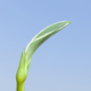Agave Seed Propagation: A Beginner's Guide to Successful Cultivation ...
