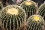 7 Poisonous Cacti Varieties You Should Be Aware Of | Succulent Alley