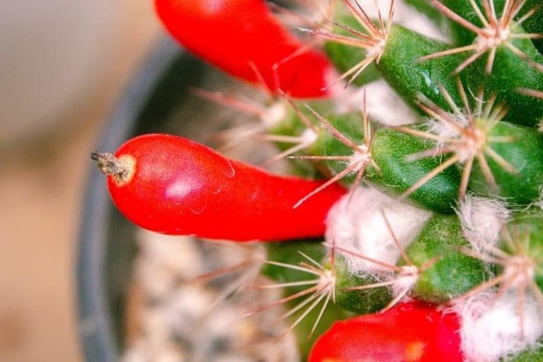 Step-By-Step Cactus Seed Growing: Master the Process! | Succulent Alley
