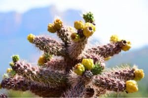 7 Poisonous Cacti Varieties You Should Be Aware Of | Succulent Alley