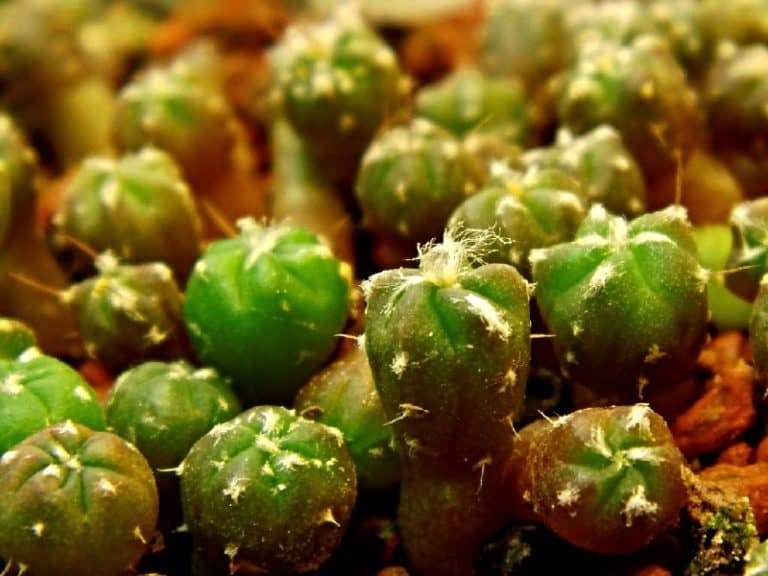 Step-By-Step Cactus Seed Growing: Master the Process! | Succulent Alley