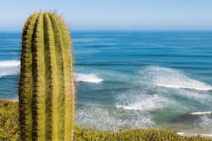 7 Poisonous Cacti Varieties You Should Be Aware Of | Succulent Alley