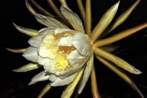 Moonlight Cactus: 34 Enchanting Varieties to Brighten Your Nights ...