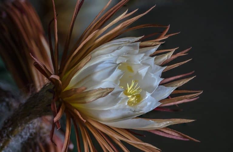 Moonlight Cactus: 34 Enchanting Varieties to Brighten Your Nights ...