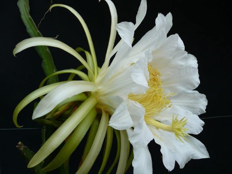 Moonlight Cactus: 34 Enchanting Varieties to Brighten Your Nights ...