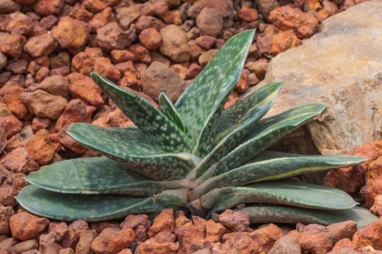 Succulent Growth Rate: A Quick Guide | Succulent Alley