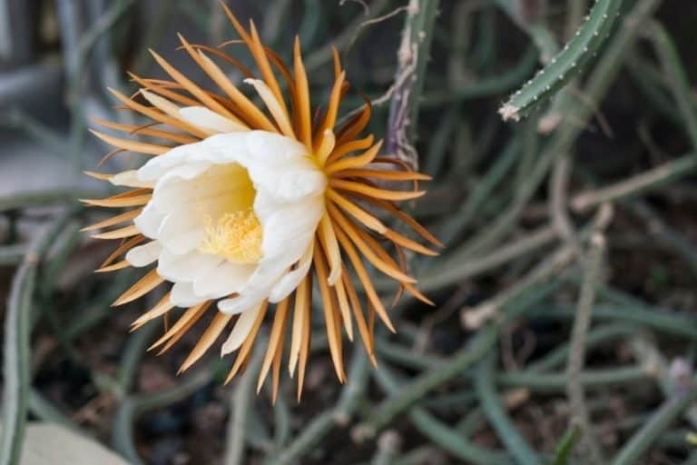 Moonlight Cactus: 34 Enchanting Varieties to Brighten Your Nights ...