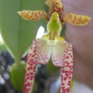 30 Bulbophyllum Orchids: Identification and Care Essentials | Succulent ...